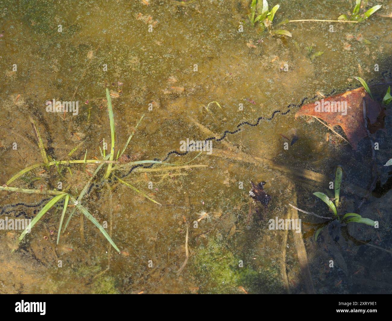 Eastern American Toad (Anaxyrus americanus americanus) Amphibia Stock ...