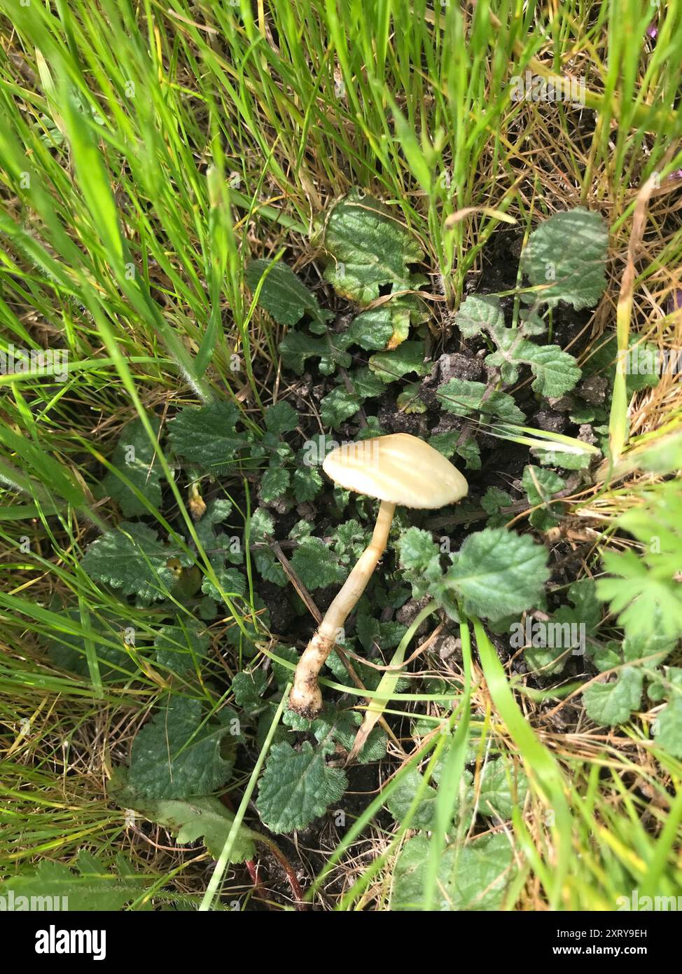 Common Fieldcap (Agrocybe pediades) Fungi Stock Photo - Alamy