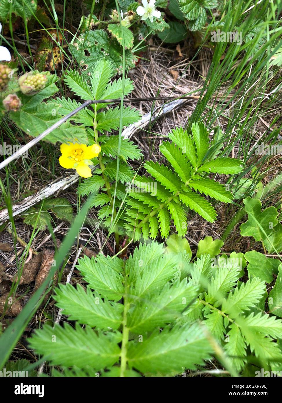 Pacific silverweed (Argentina pacifica) Plantae Stock Photo - Alamy