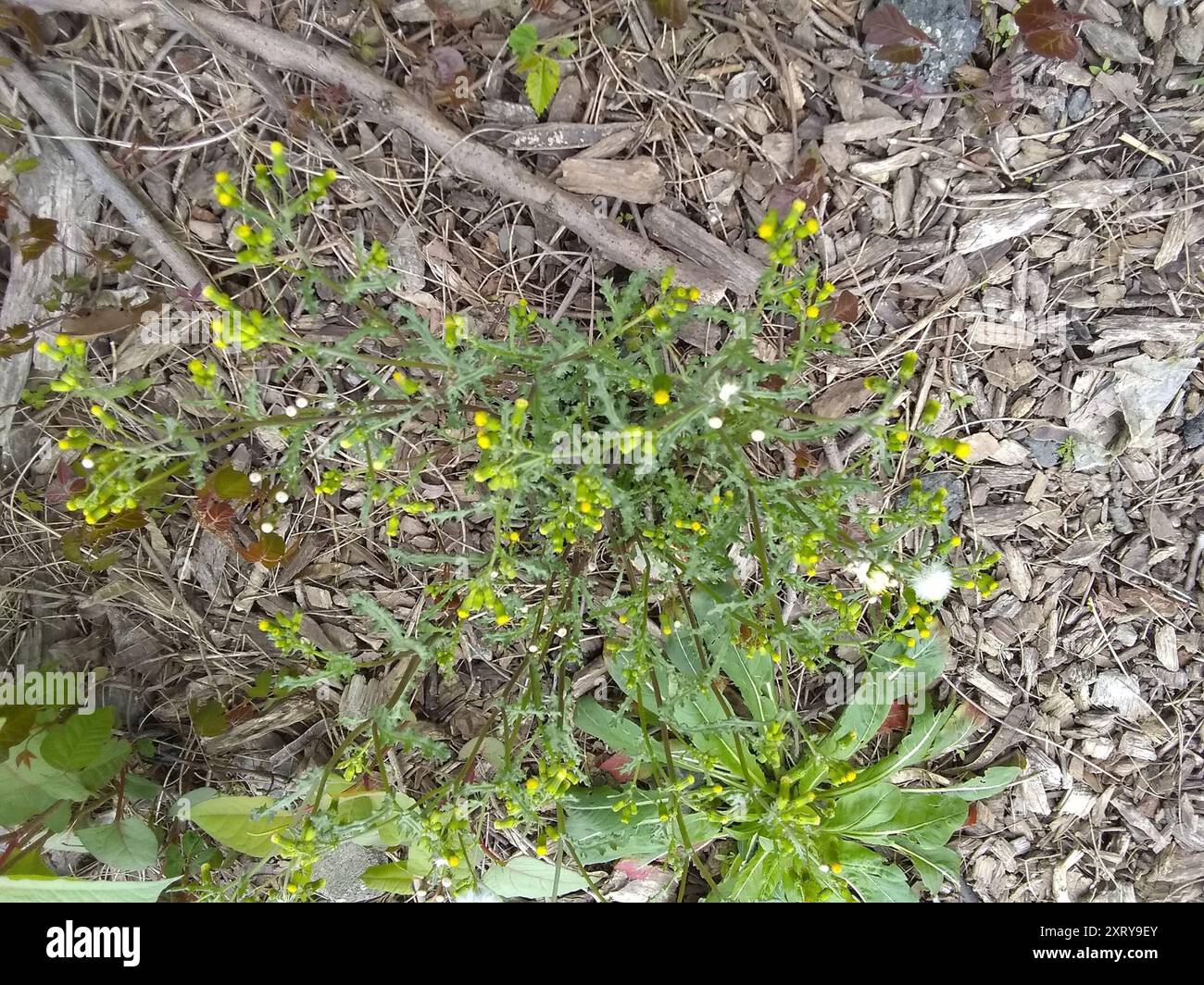 common groundsel (Senecio vulgaris) Plantae Stock Photo - Alamy