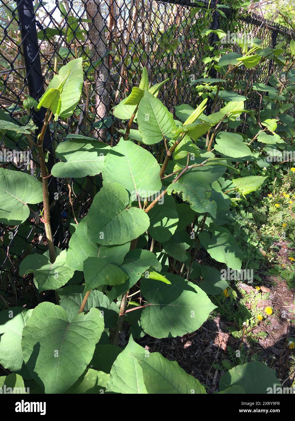 Giant Knotweed (Reynoutria sachalinensis) Plantae Stock Photo - Alamy