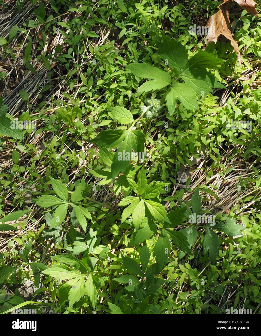 Virginia waterleaf (Hydrophyllum virginianum) Plantae Stock Photo - Alamy