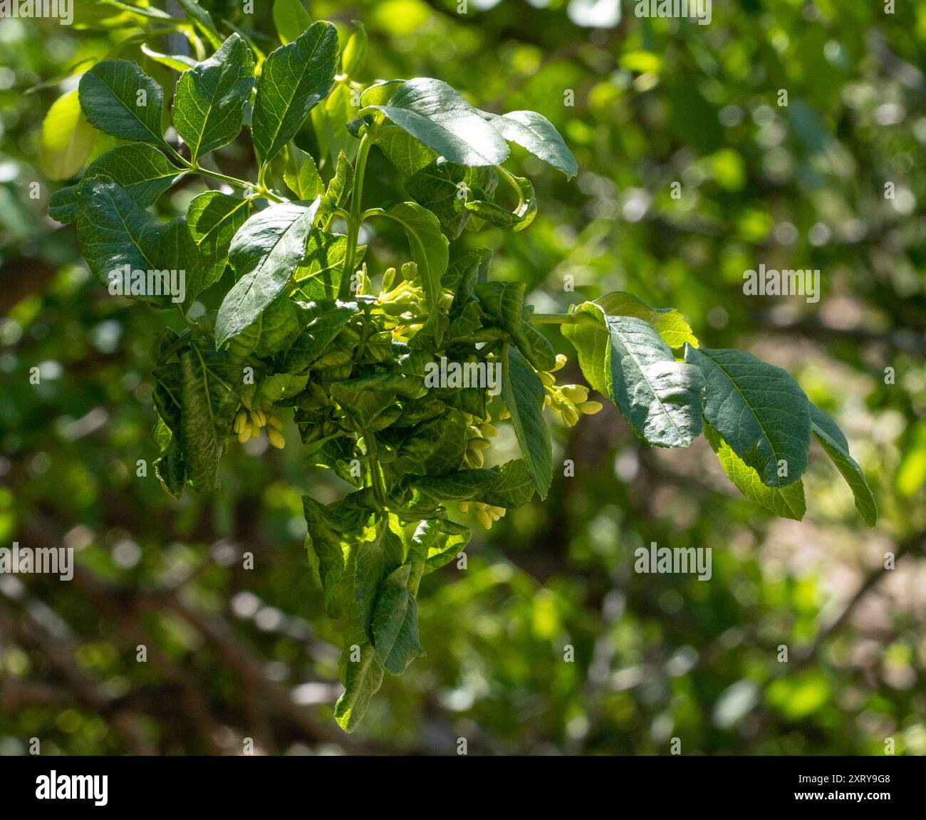 Woolly Aphids (Prociphilus) Insecta Stock Photo - Alamy