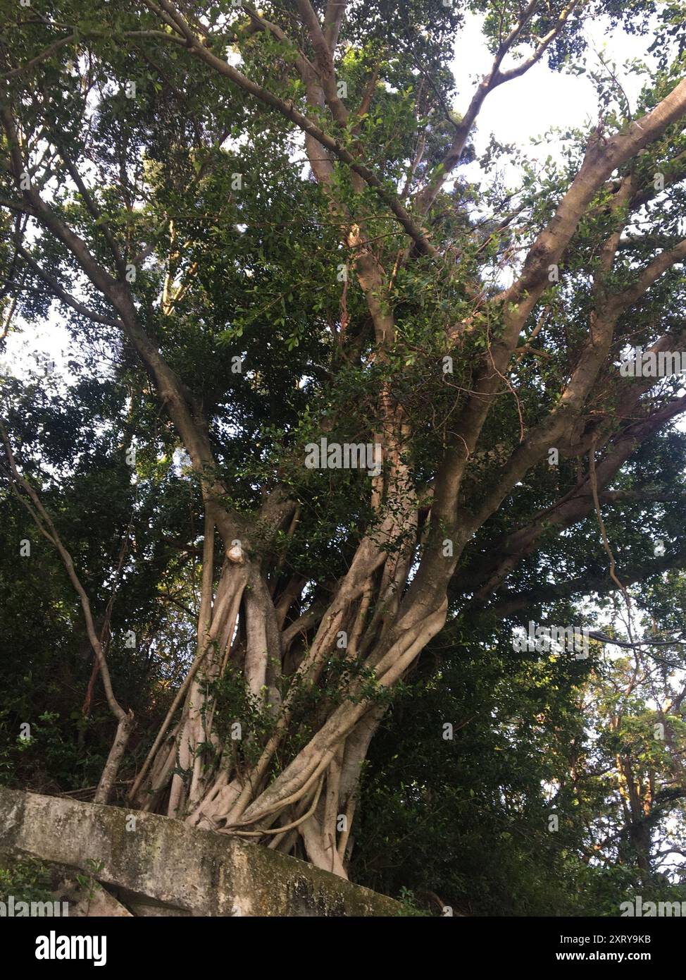 Figs (Ficus) Plantae Stock Photo - Alamy