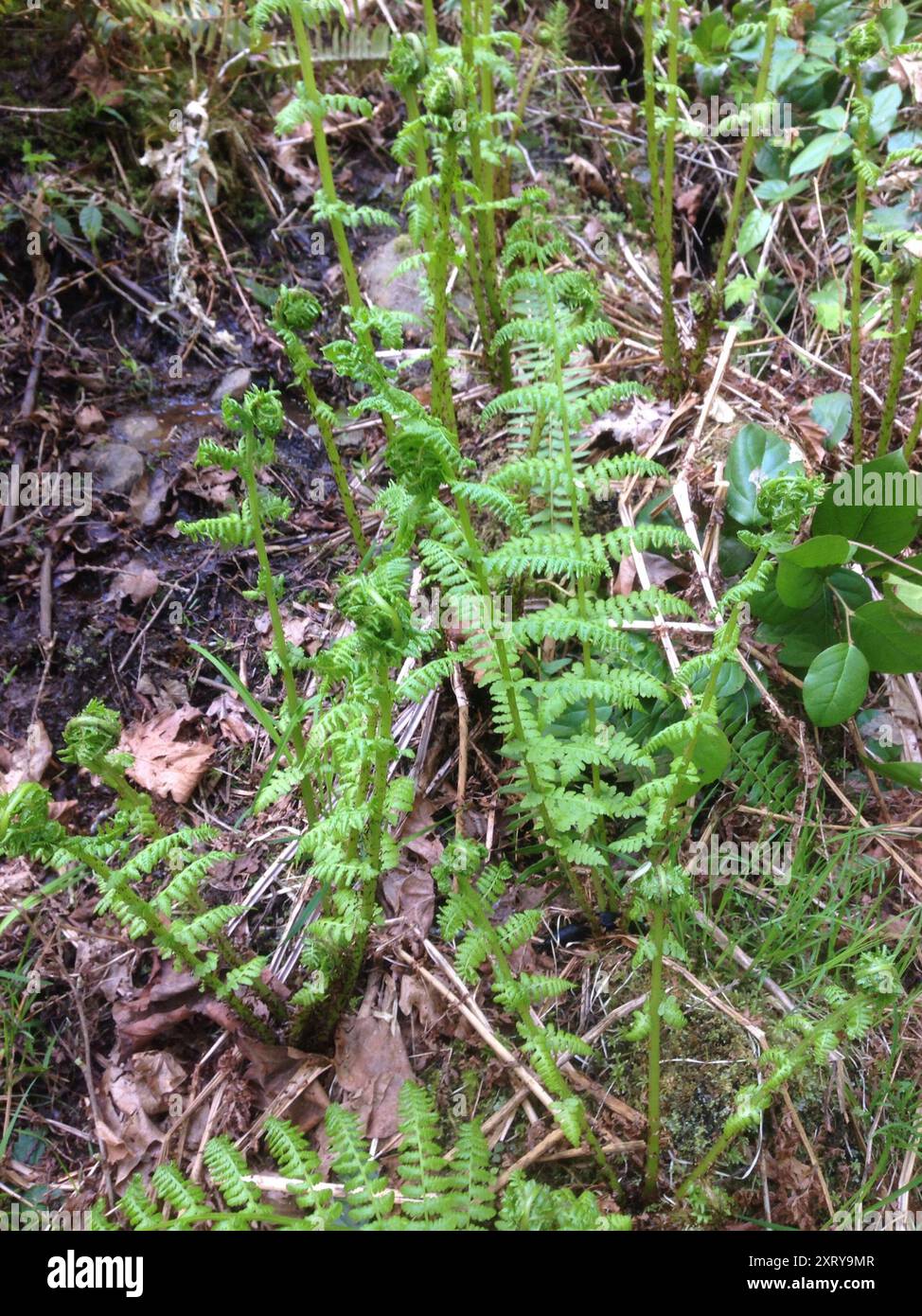 lady fern (Athyrium filix-femina) Plantae Stock Photo - Alamy