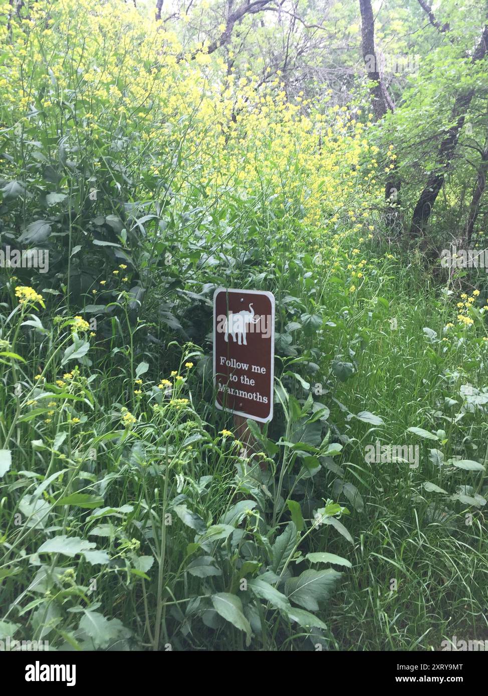 annual bastard cabbage (Rapistrum rugosum) Plantae Stock Photo - Alamy