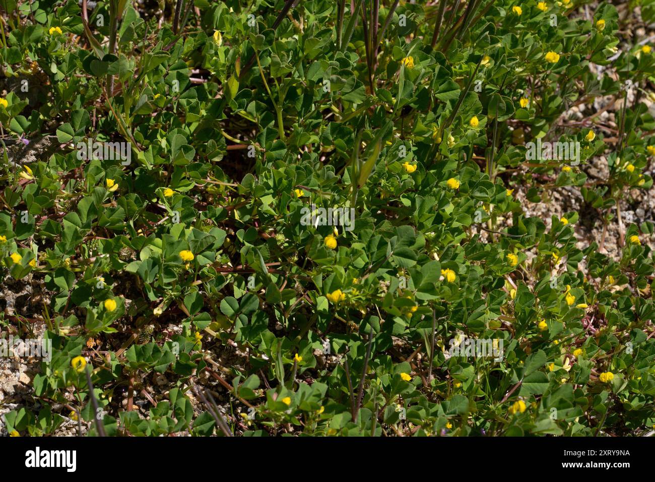 bur clover (Medicago polymorpha) Plantae Stock Photo - Alamy