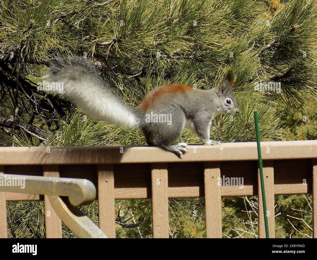 Sciurus aberti aberts hi-res stock photography and images - Alamy