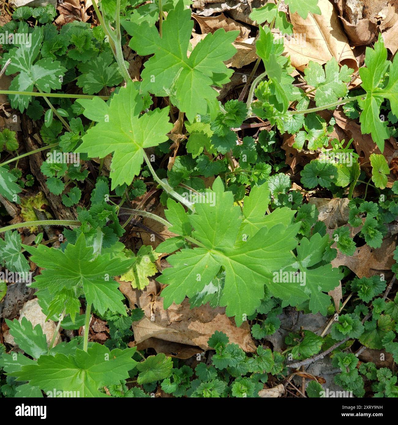 great waterleaf (Hydrophyllum appendiculatum) Plantae Stock Photo - Alamy