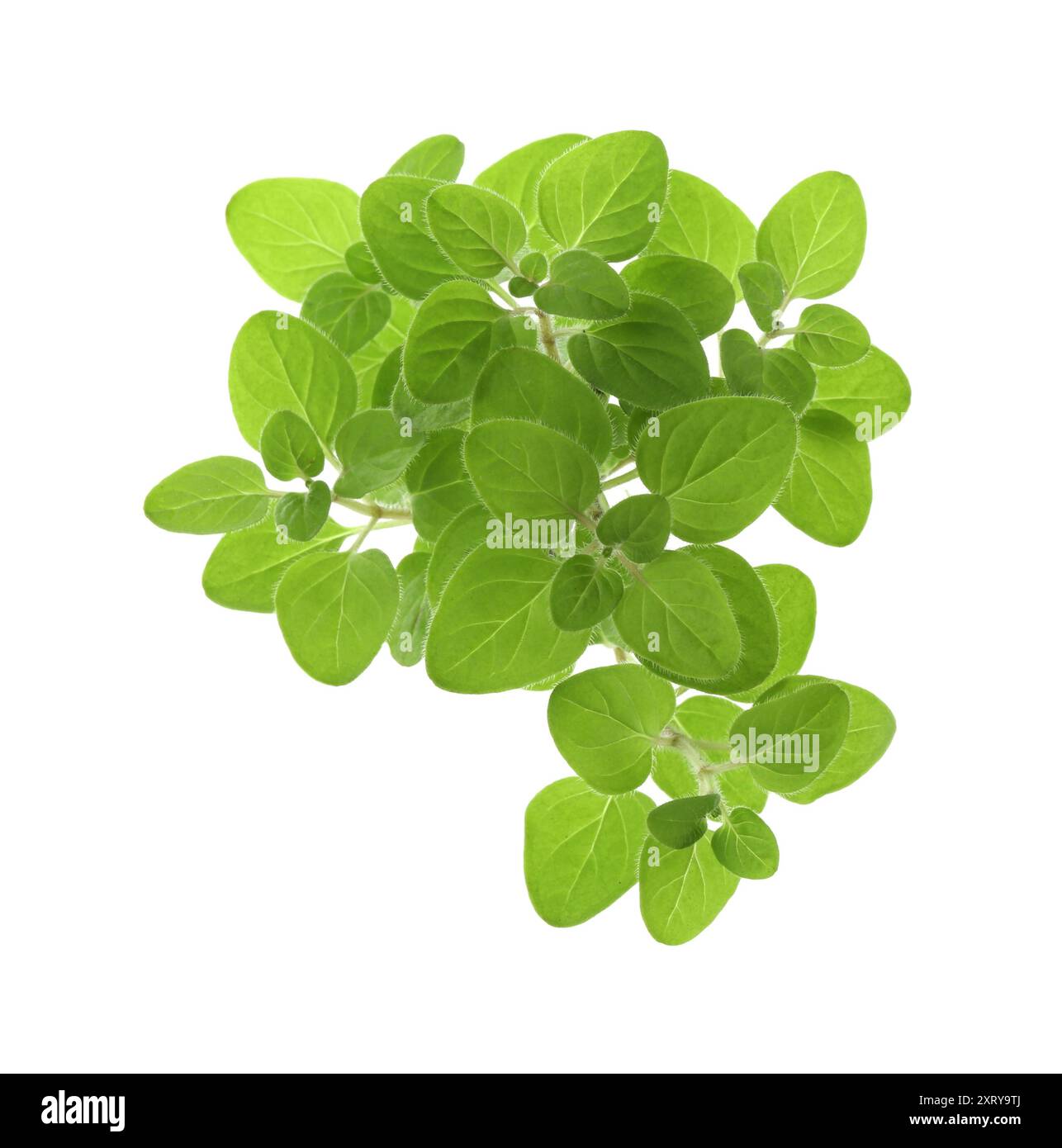 Sprigs of fresh green oregano isolated on white Stock Photo - Alamy