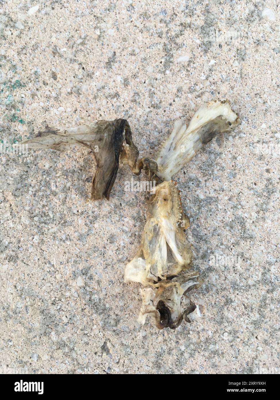 Ray-finned Fishes (Actinopterygii) Actinopterygii Stock Photo - Alamy