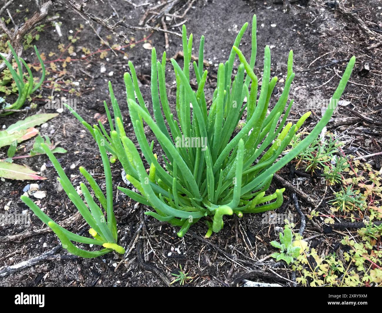 Pig's-root (Conicosia pugioniformis) Plantae Stock Photo - Alamy