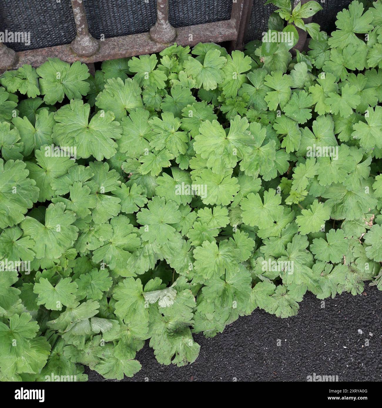 Round-leaved Crane's-bill (Geranium rotundifolium) Plantae Stock Photo ...