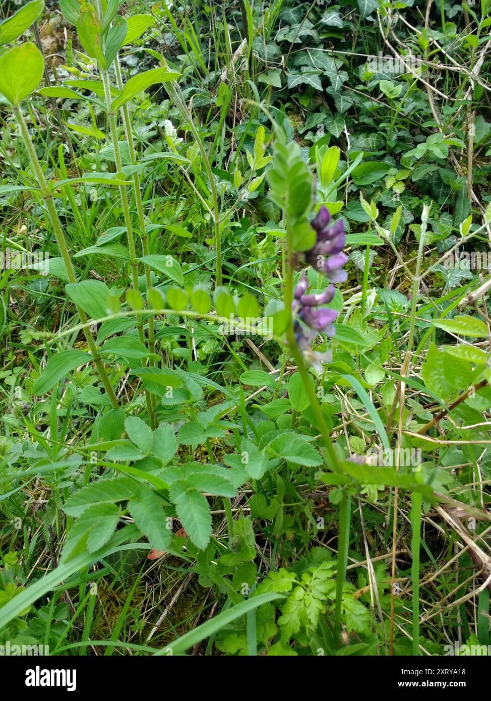 Bush Vetch (Vicia sepium) Plantae Stock Photo - Alamy