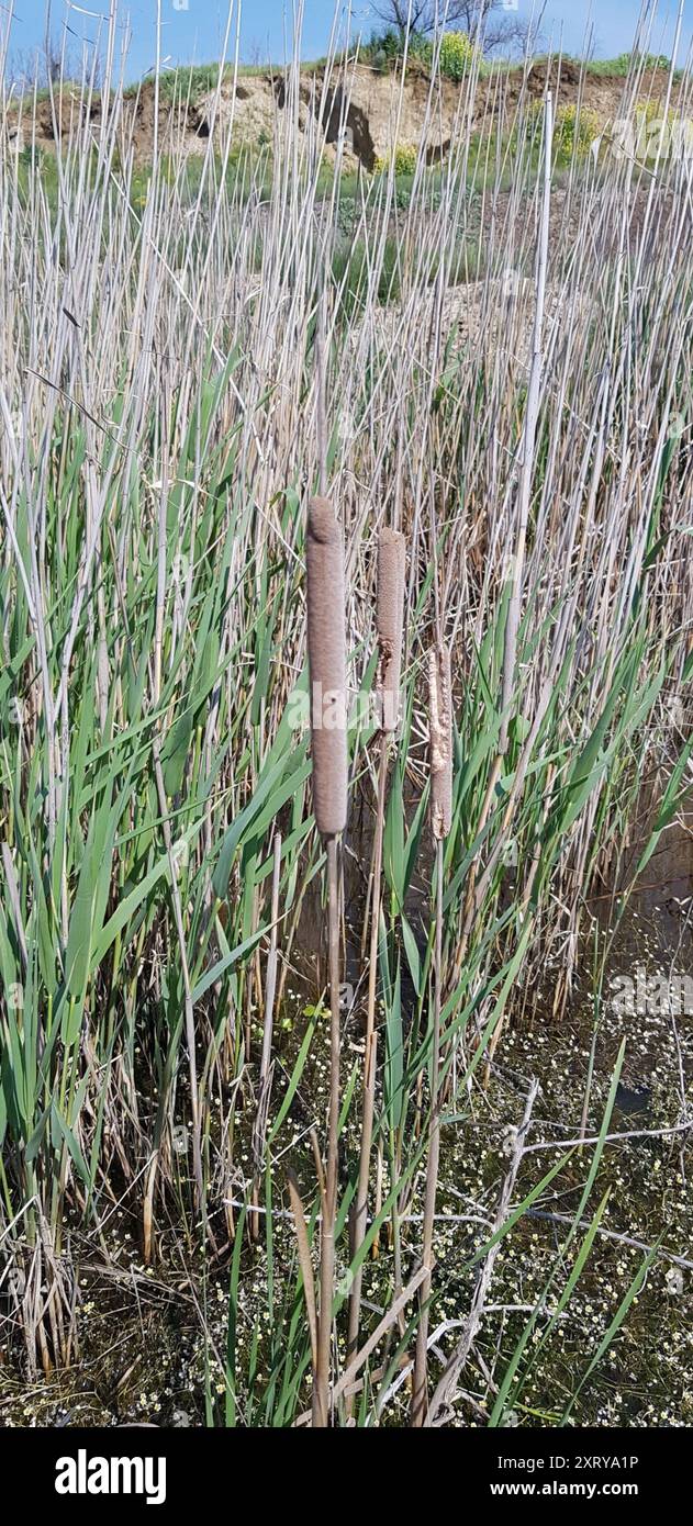 Cattails (Typha) Plantae Stock Photo - Alamy