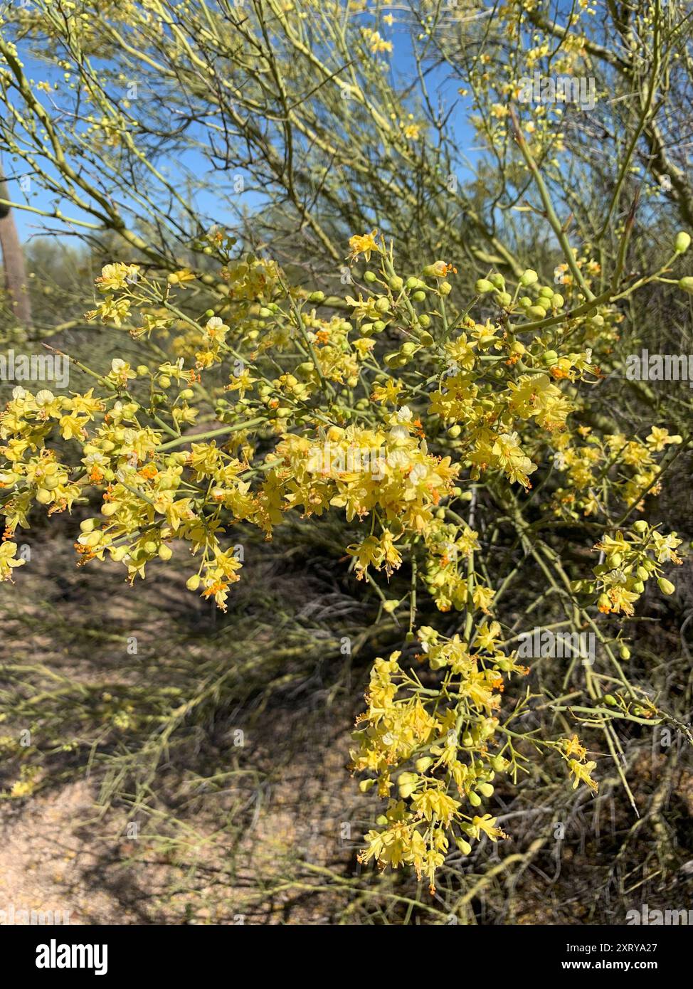 palo verde (Parkinsonia) Plantae Stock Photo - Alamy