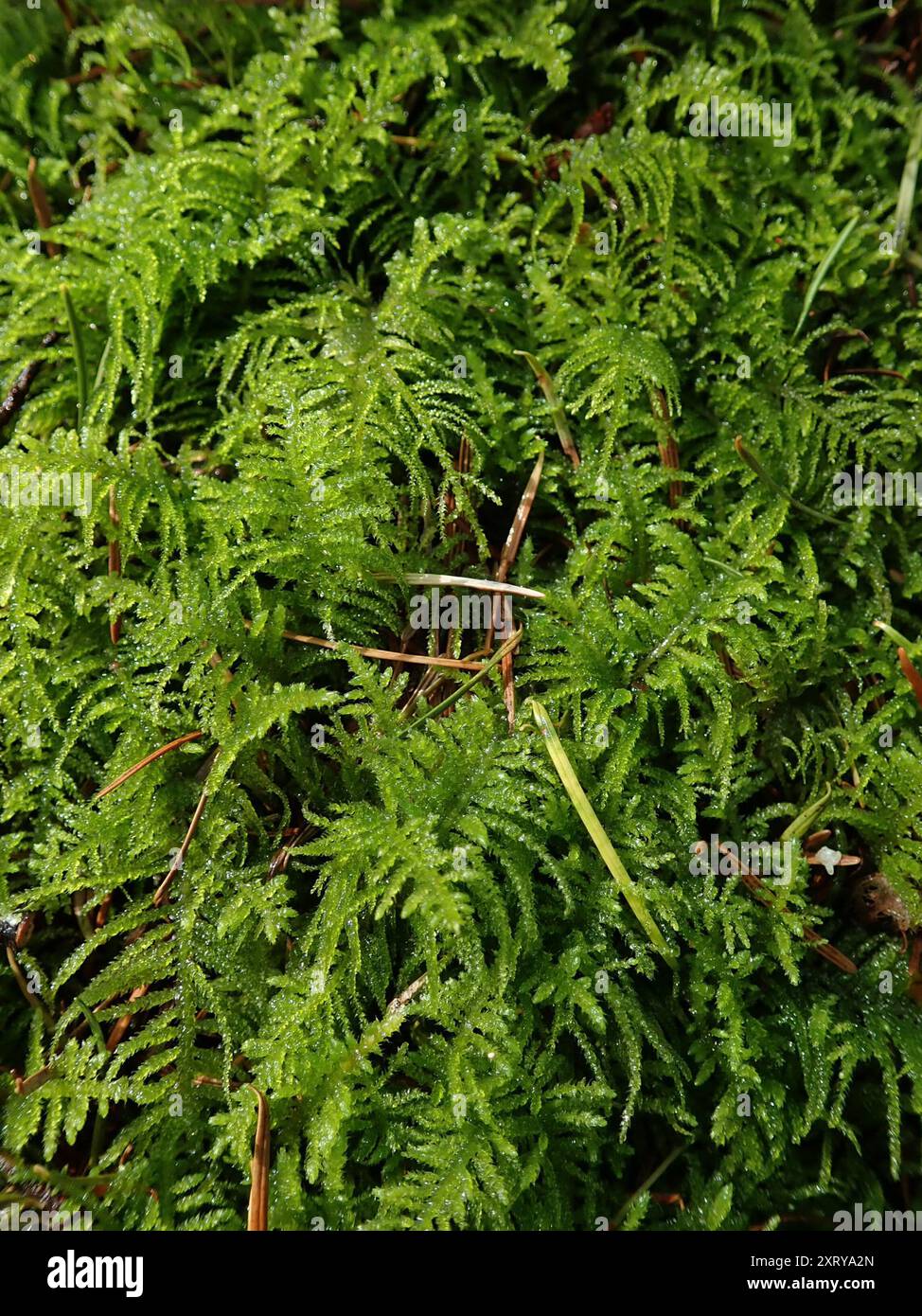 Oregon Beaked Moss (Kindbergia oregana) Plantae Stock Photo - Alamy