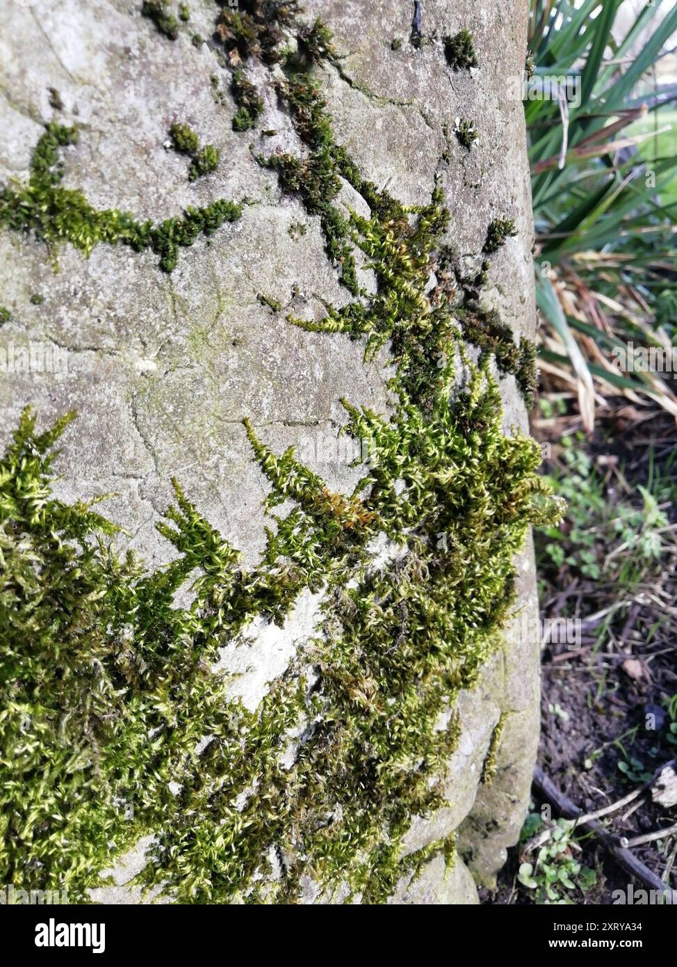 Silky Wall Feather-moss (Homalothecium sericeum) Plantae Stock Photo ...