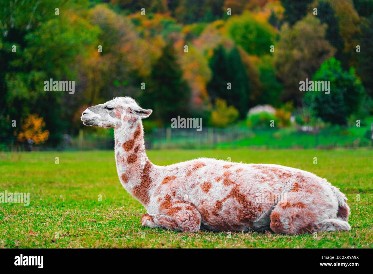 Brown Spoted Lama Lying on the Green Pasture Field Floor Stock Photo ...