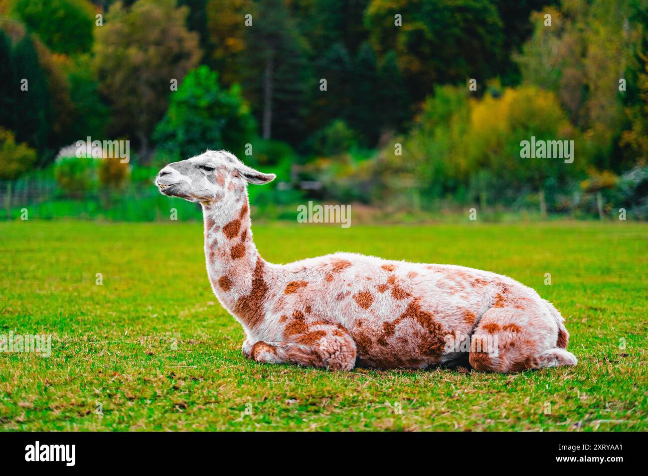 Brown Spoted Lama Lying on the Green Pasture Field Floor Showing its ...