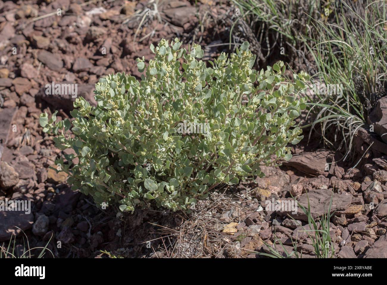 Shadscale Saltbush (Atriplex confertifolia) Plantae Stock Photo - Alamy
