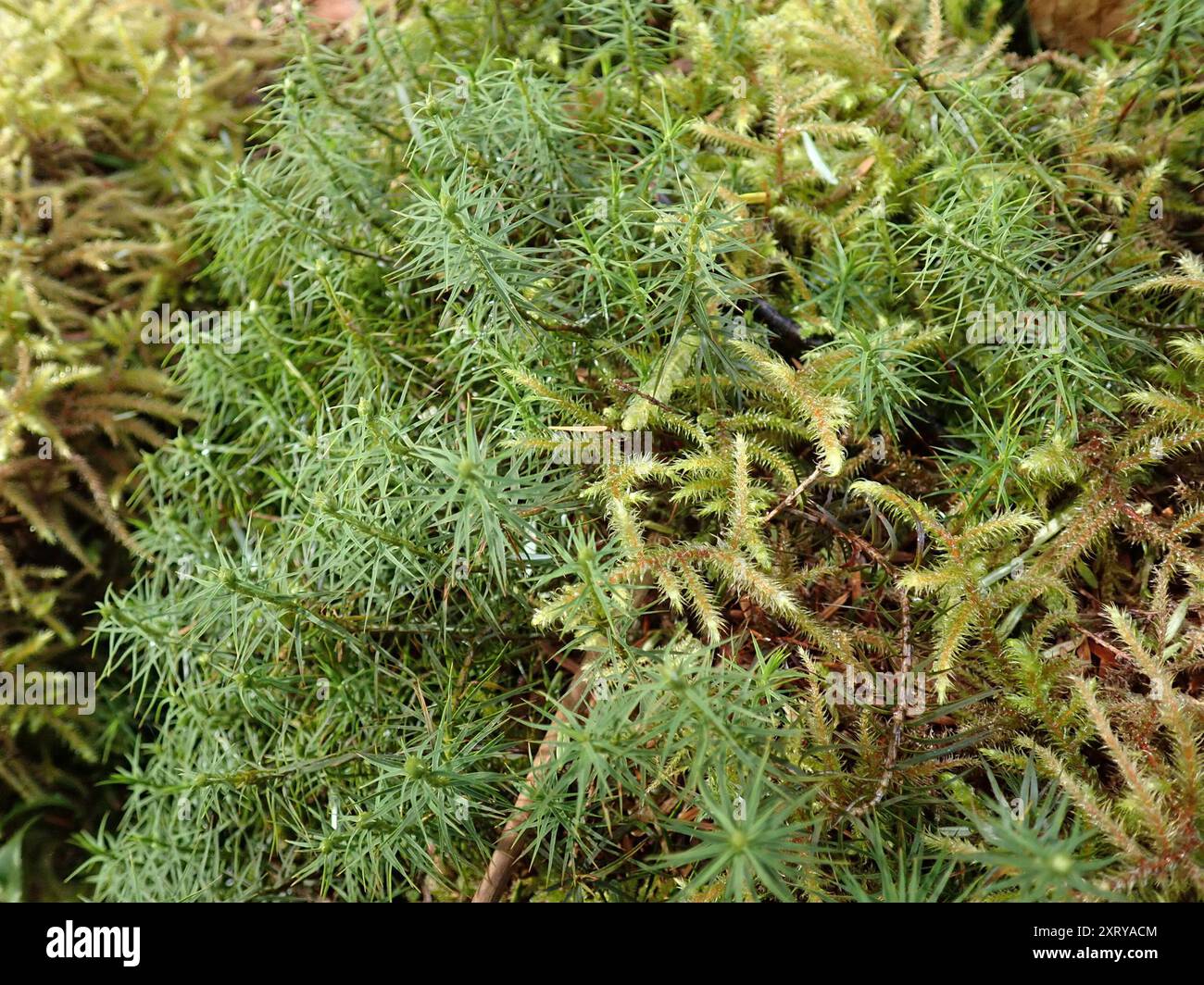 Alpine Haircap Moss (Polytrichastrum alpinum) Plantae Stock Photo - Alamy