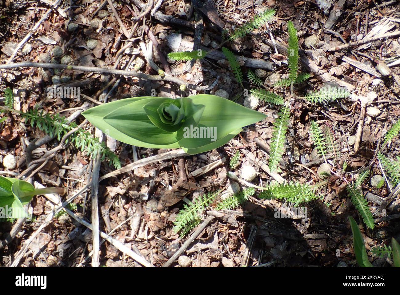 monocots (Liliopsida) Plantae Stock Photo - Alamy
