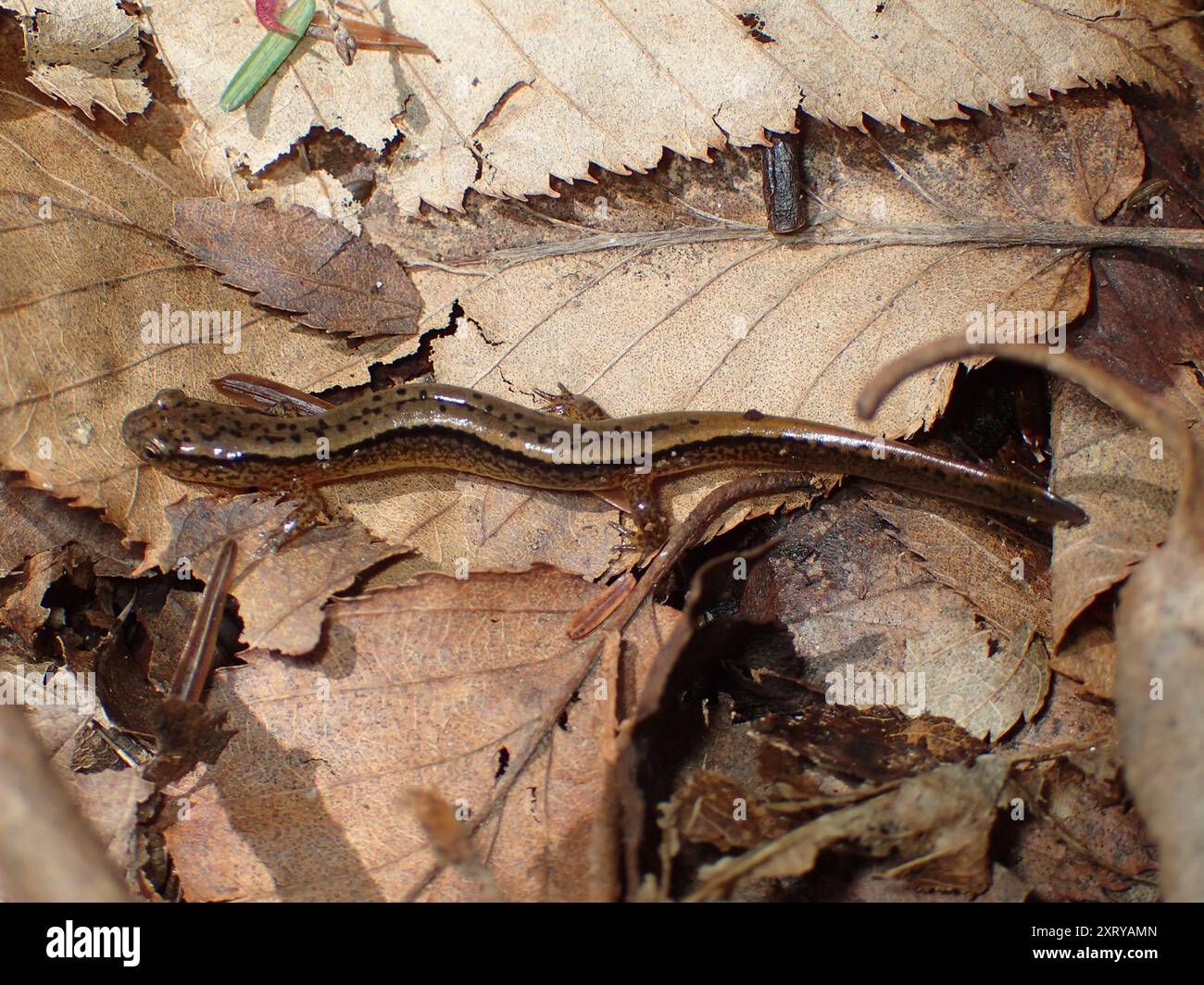 Northern Two-lined Salamander (Eurycea bislineata) Amphibia Stock Photo ...