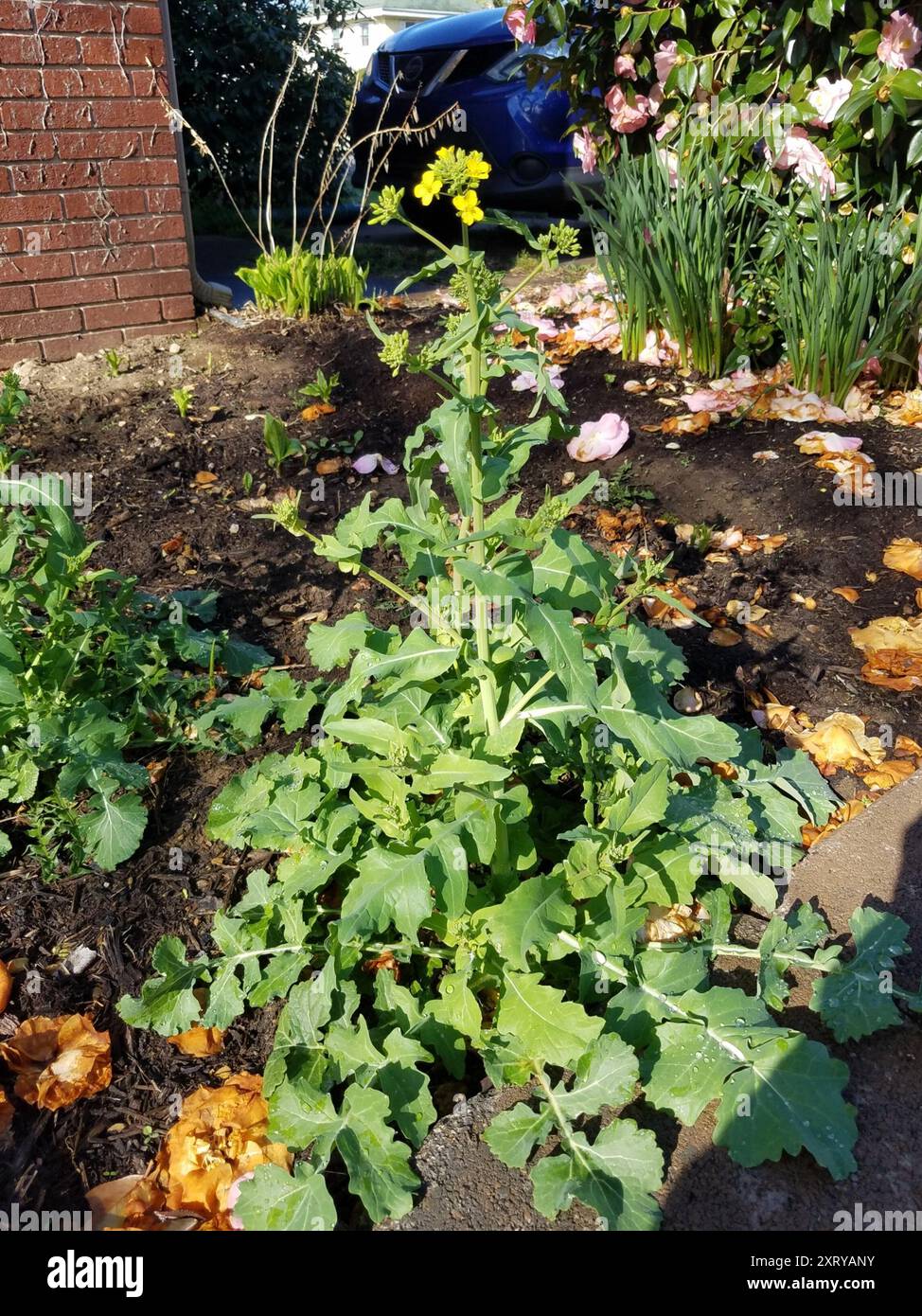 Turnip (Brassica rapa rapa) Plantae Stock Photo - Alamy