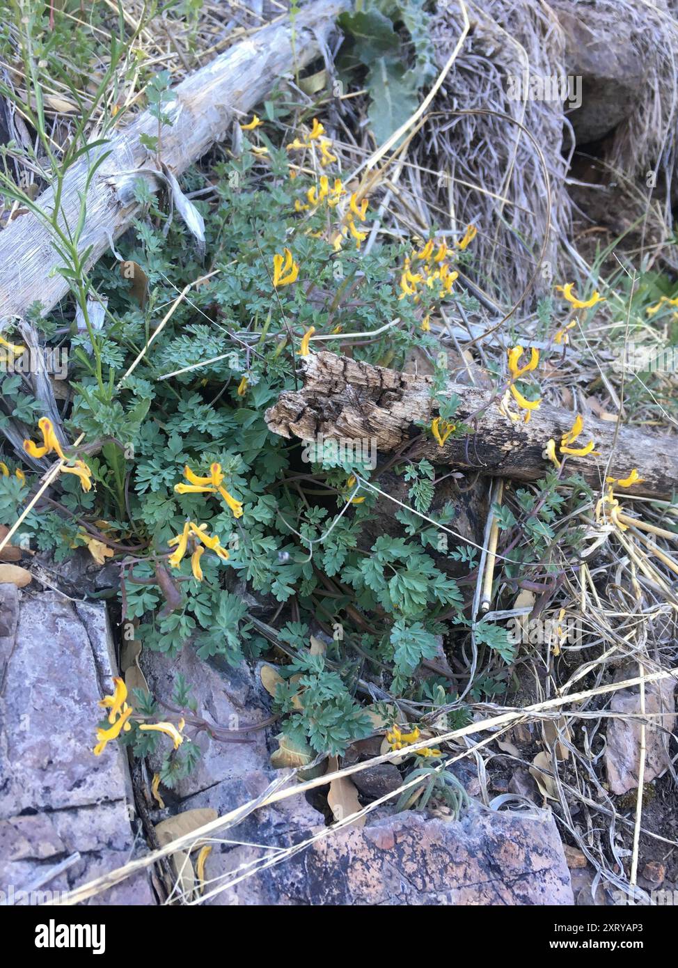 golden corydalis (Corydalis aurea) Plantae Stock Photo - Alamy