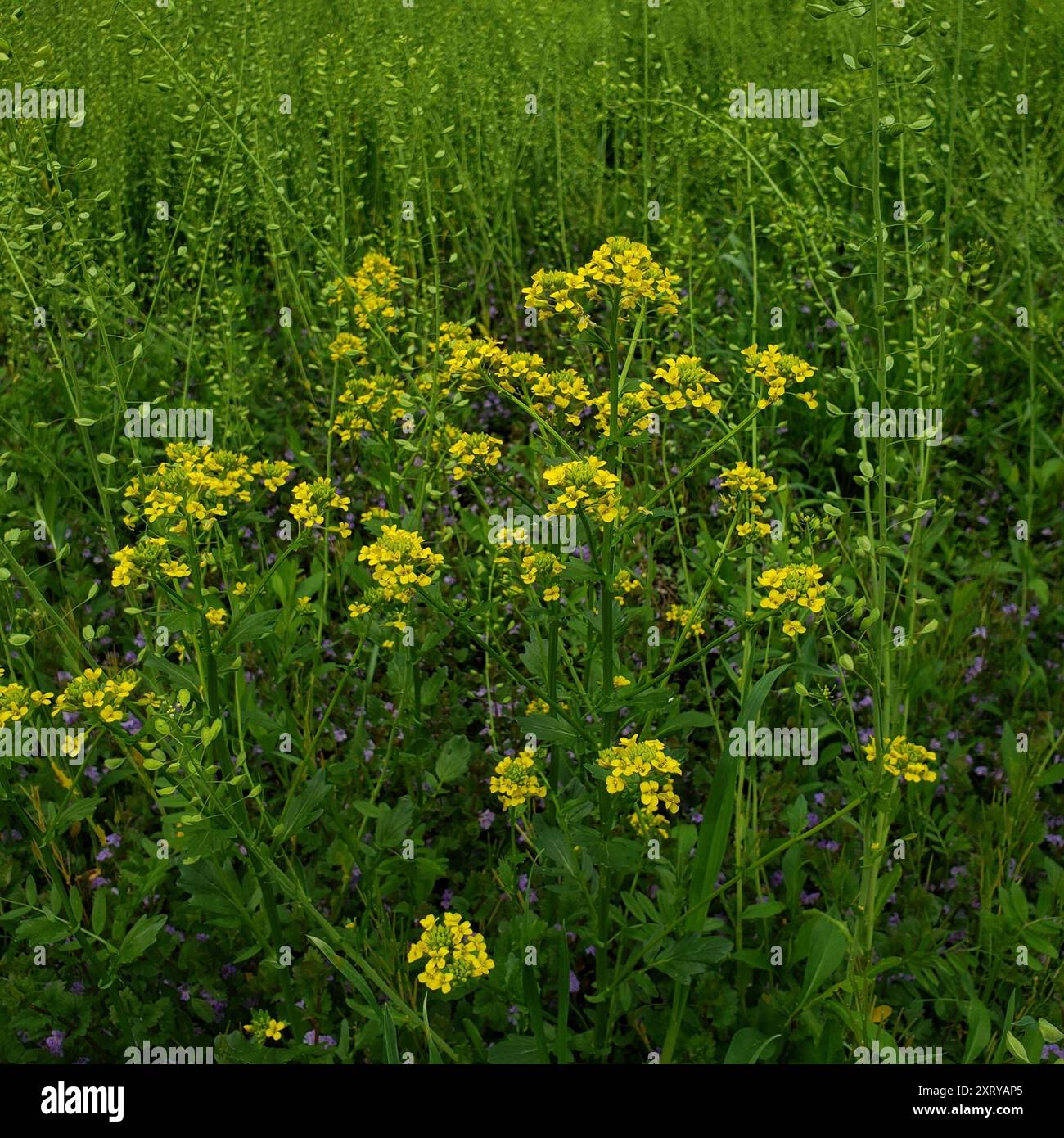 bitter wintercress (Barbarea vulgaris) Plantae Stock Photo - Alamy