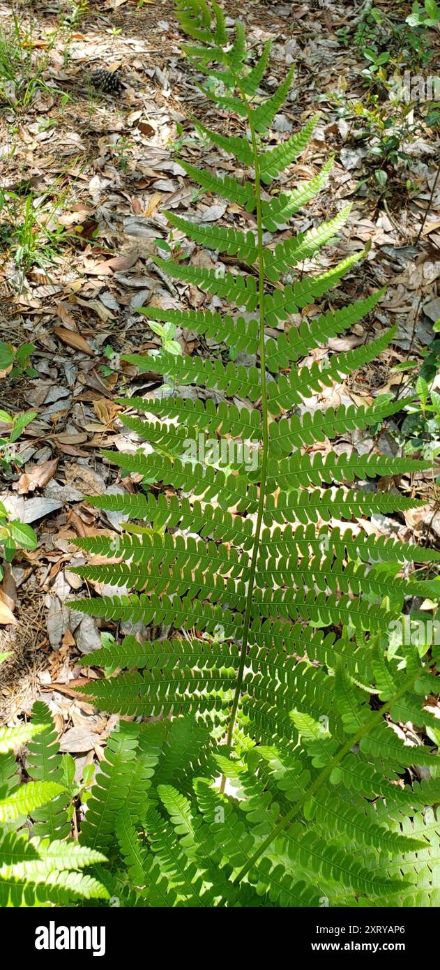 cinnamon fern (Osmundastrum cinnamomeum) Plantae Stock Photo - Alamy