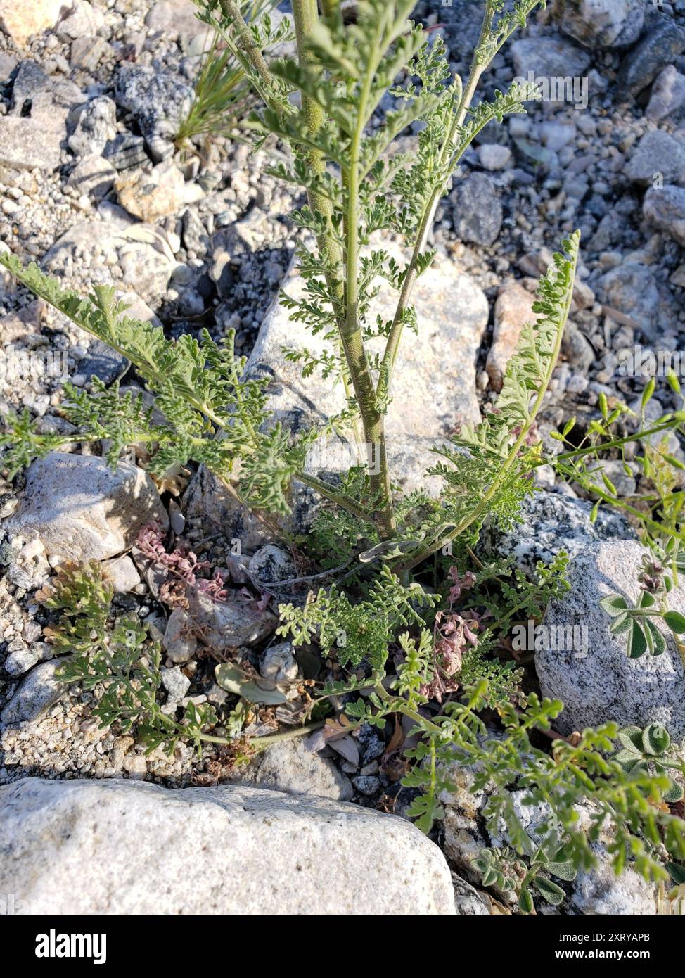Western Tansymustard (Descurainia pinnata) Plantae Stock Photo - Alamy