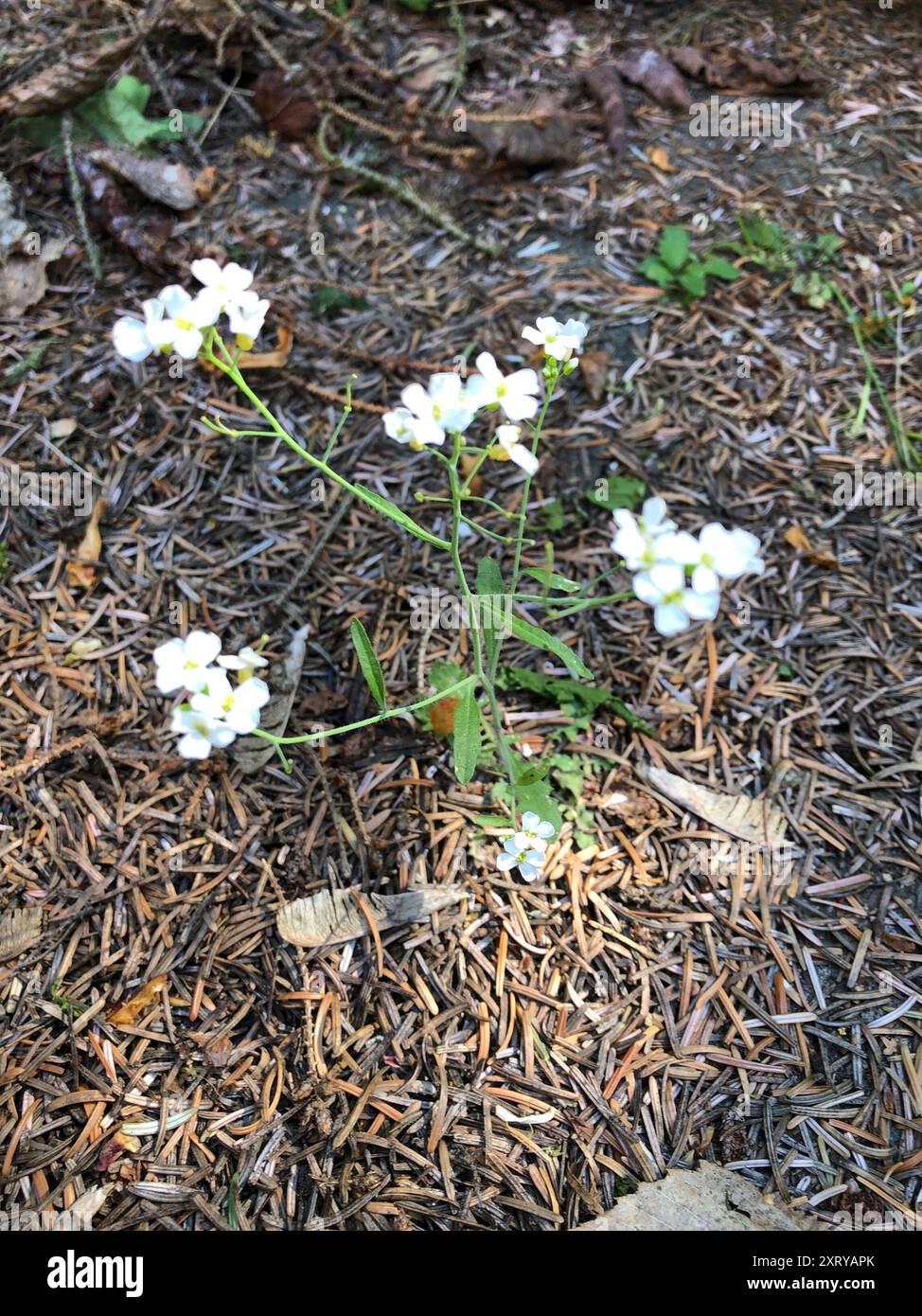 Sand Rock-cress (Arabidopsis arenosa) Plantae Stock Photo - Alamy