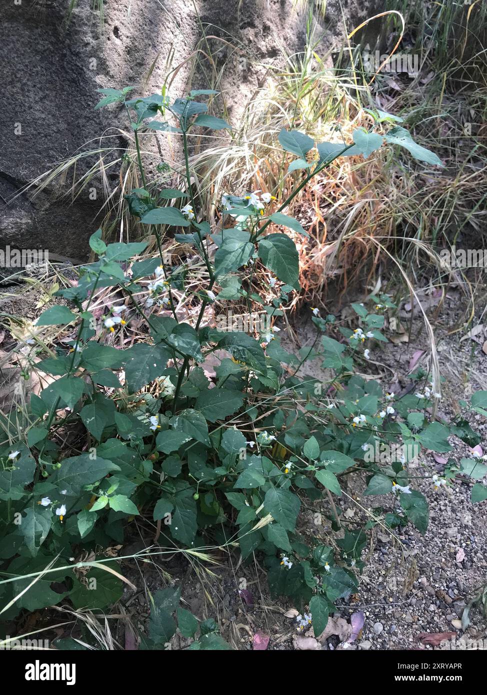 greenspot nightshade (Solanum douglasii) Plantae Stock Photo - Alamy