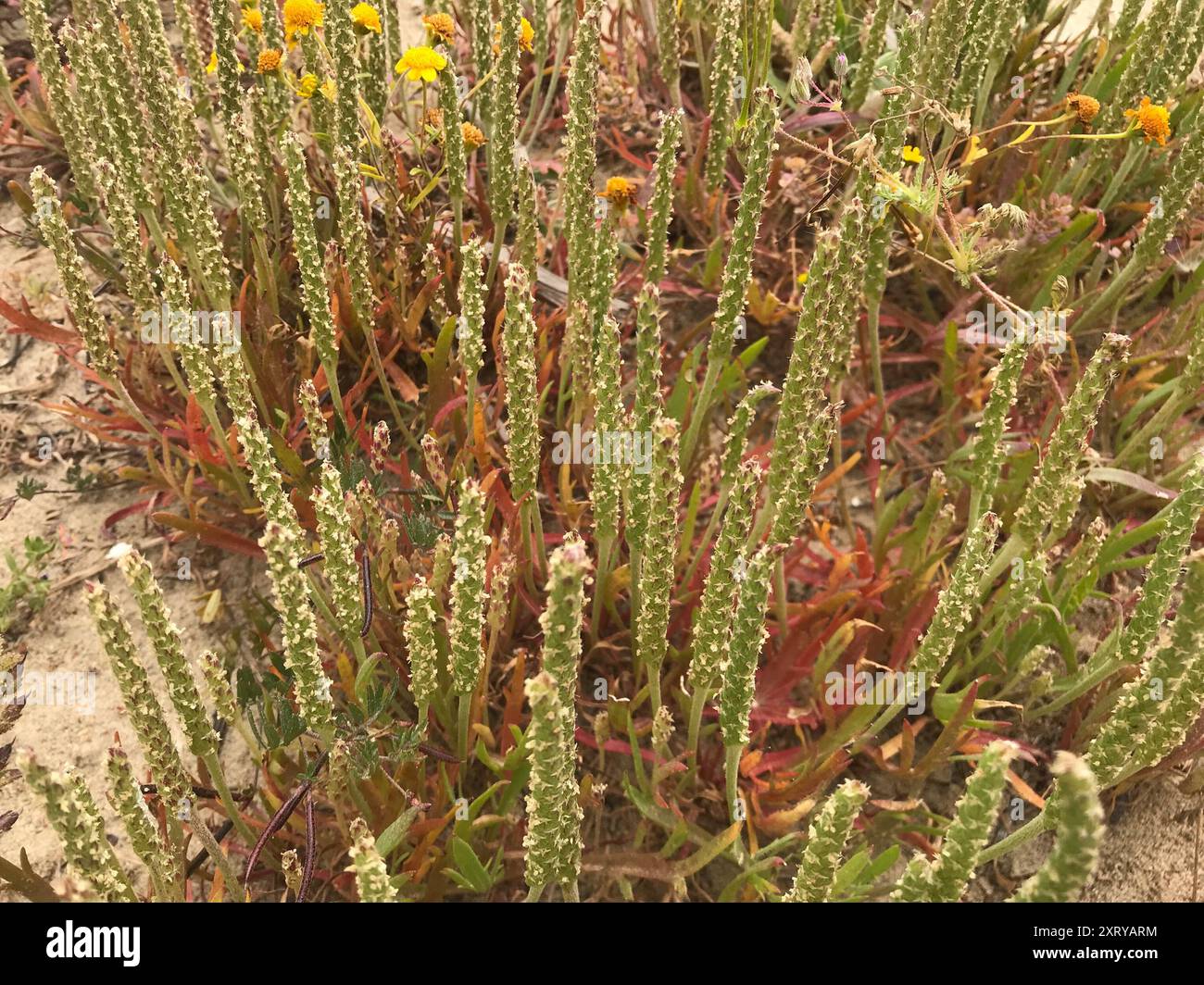 Buck's-horn Plantain (Plantago coronopus) Plantae Stock Photo - Alamy