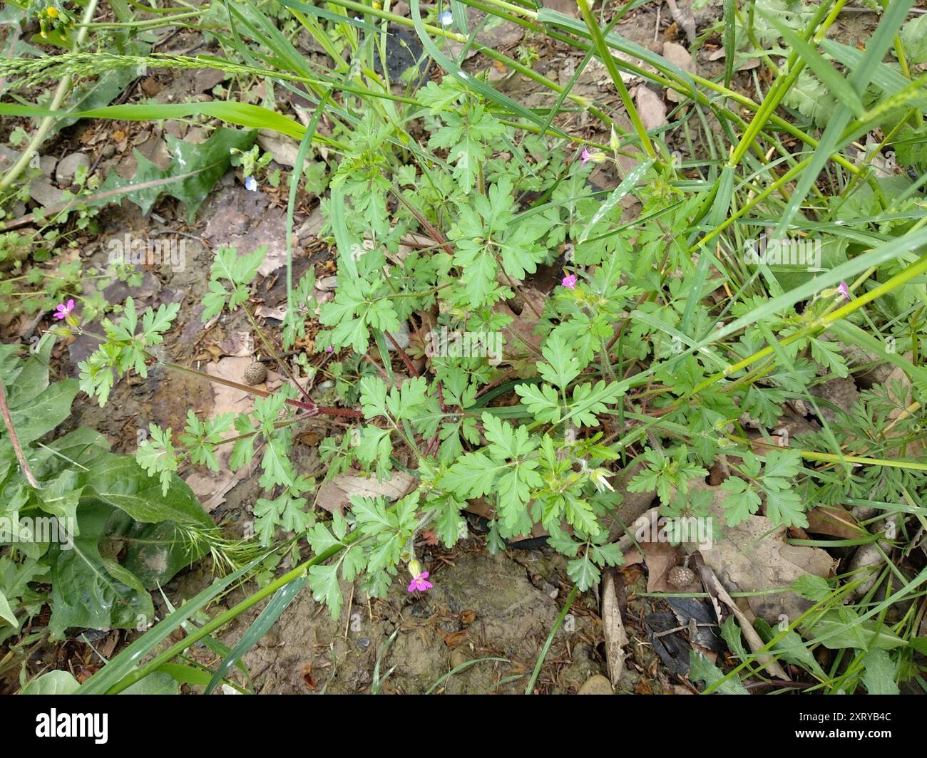 Little-Robin (Geranium purpureum) Plantae Stock Photo - Alamy