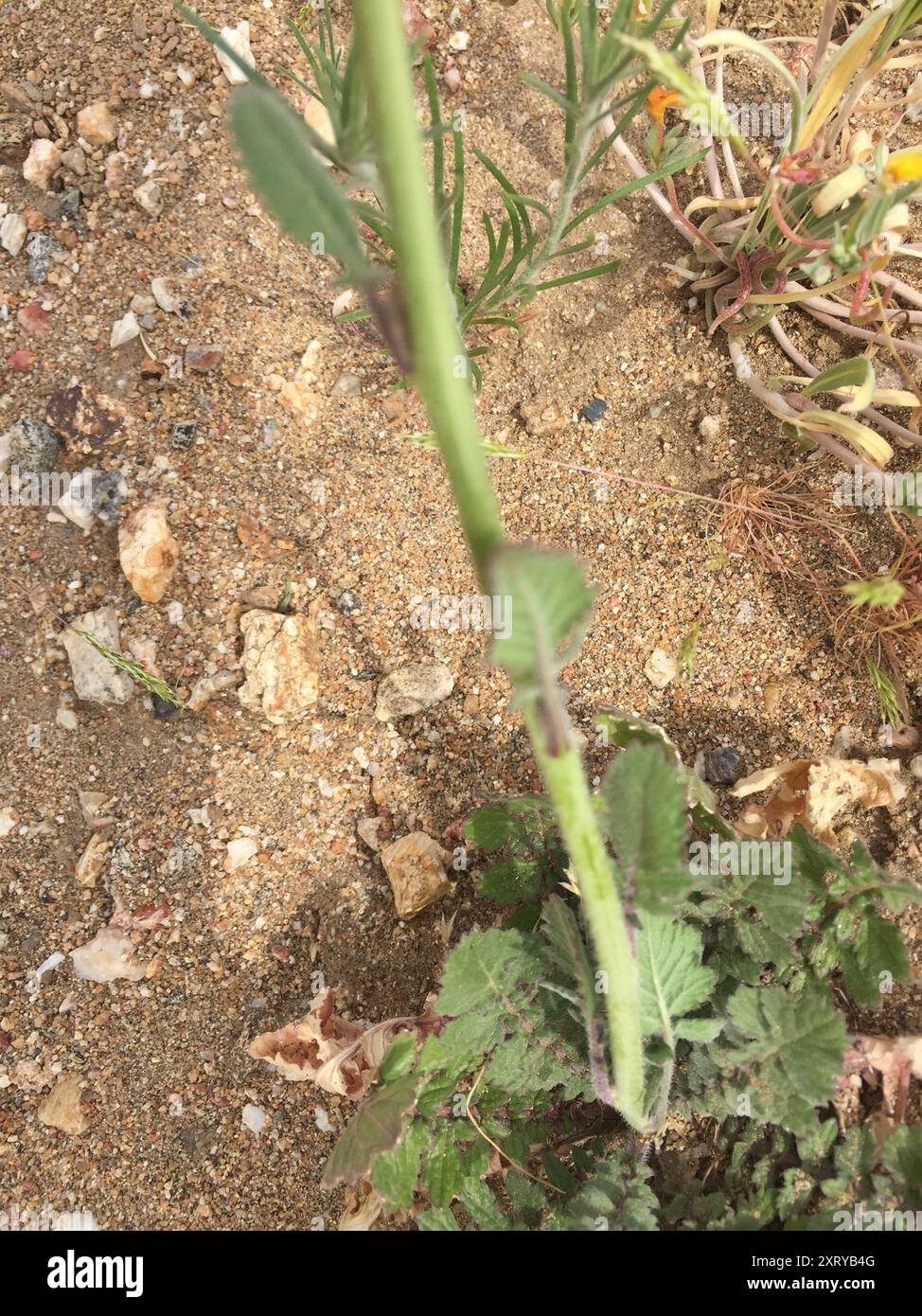 Shortpod Mustard (Hirschfeldia incana) Plantae Stock Photo - Alamy