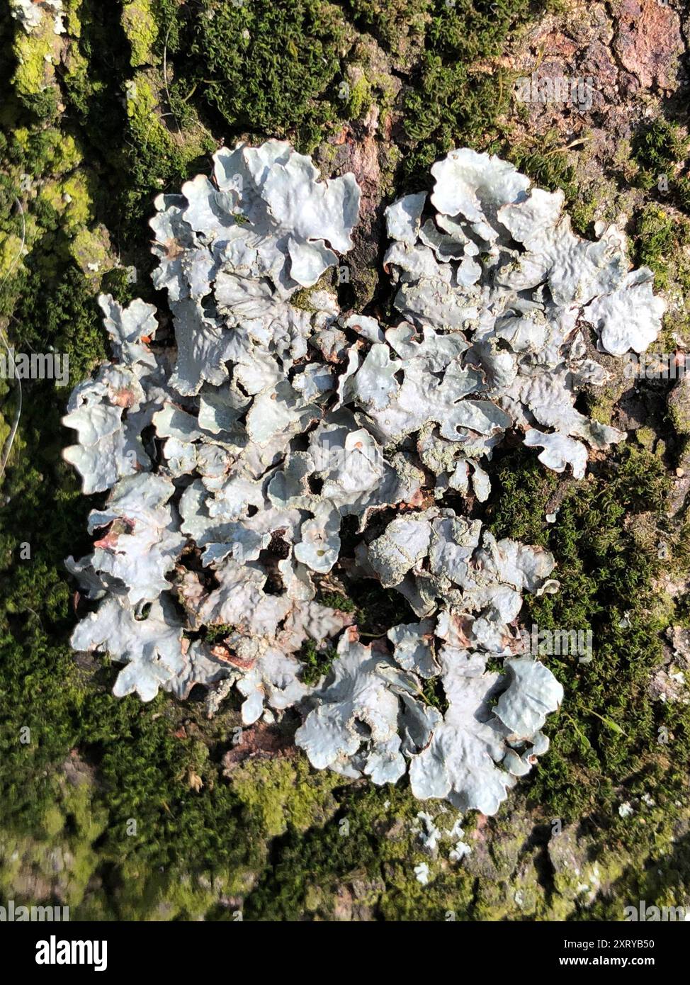 shield lichen (Parmelia sulcata) Fungi Stock Photo - Alamy