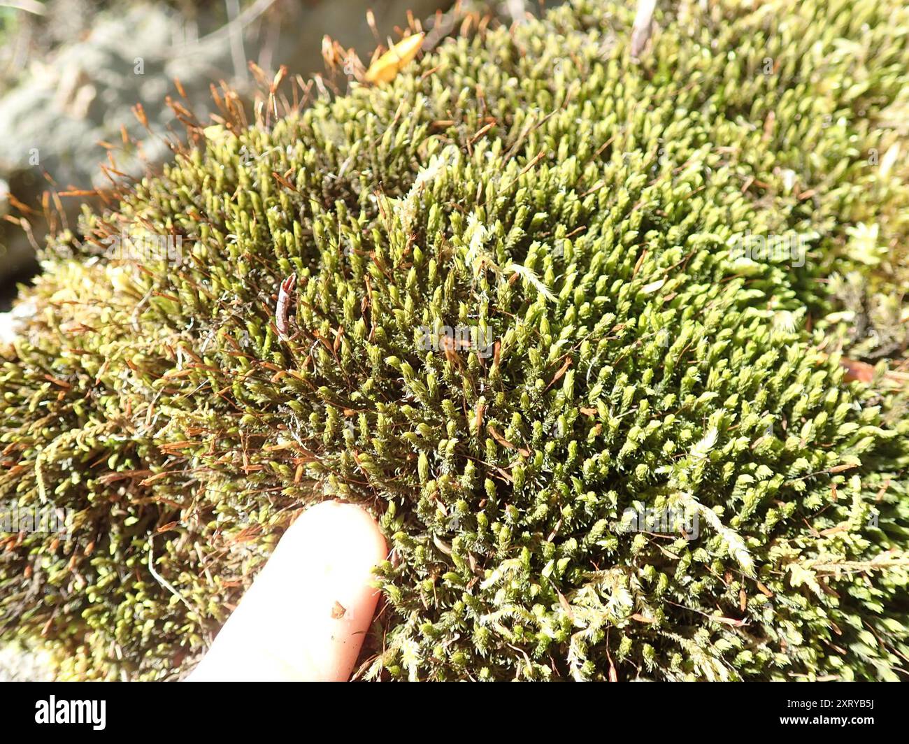 joint-toothed mosses (Bryopsida) Plantae Stock Photo - Alamy