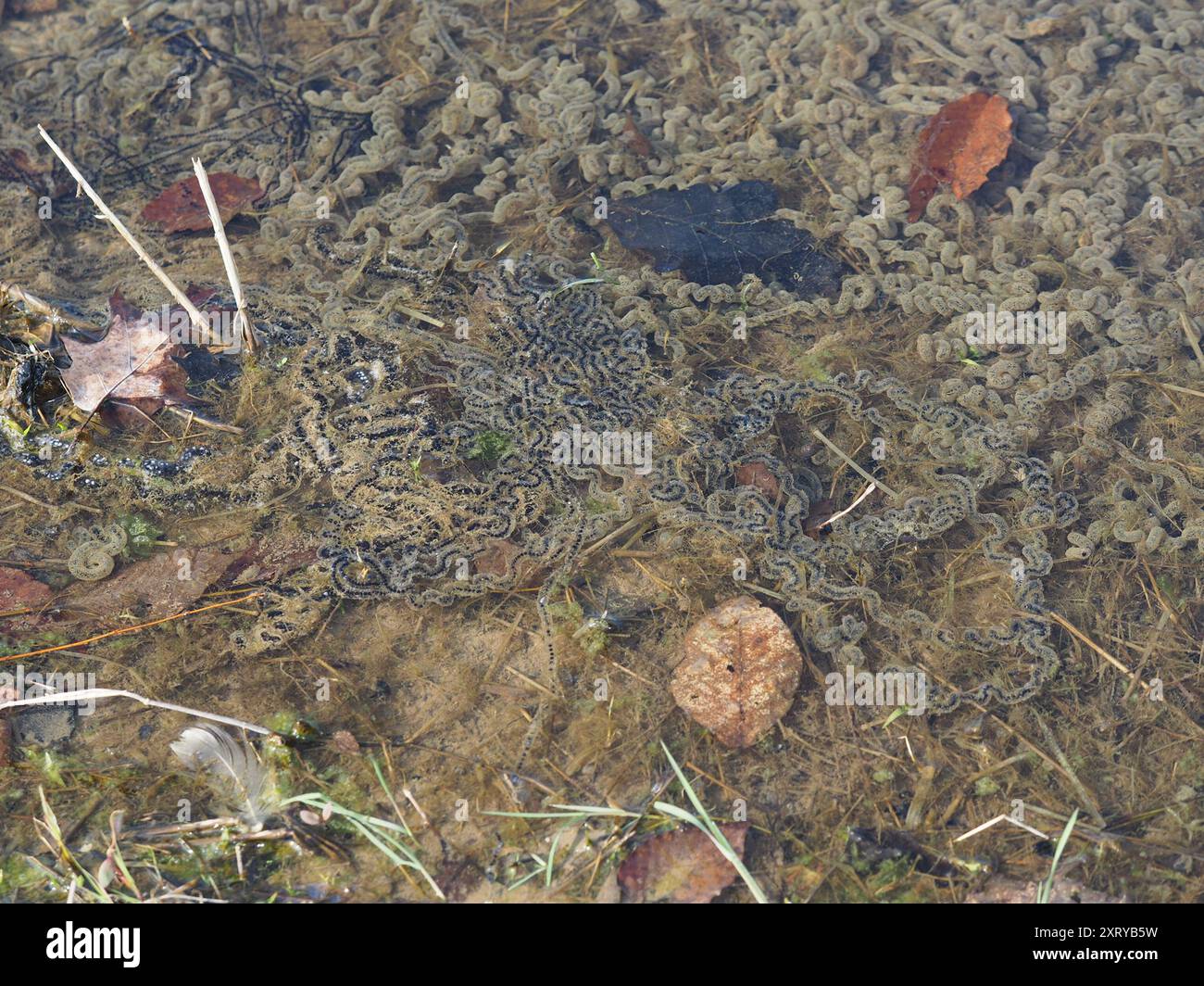 Eastern American Toad (Anaxyrus americanus americanus) Amphibia Stock ...
