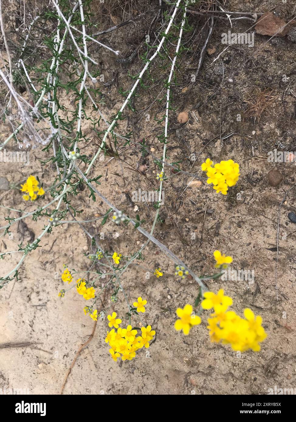 Golden Yarrow (Eriophyllum confertiflorum) Plantae Stock Photo - Alamy