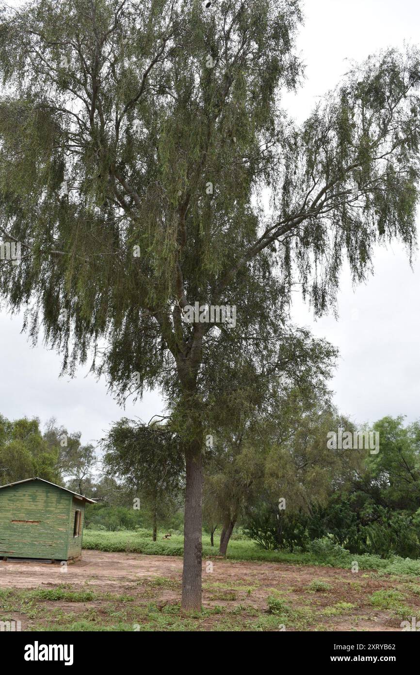 Common White Quebracho (Aspidosperma quebracho-blanco) Plantae Stock ...