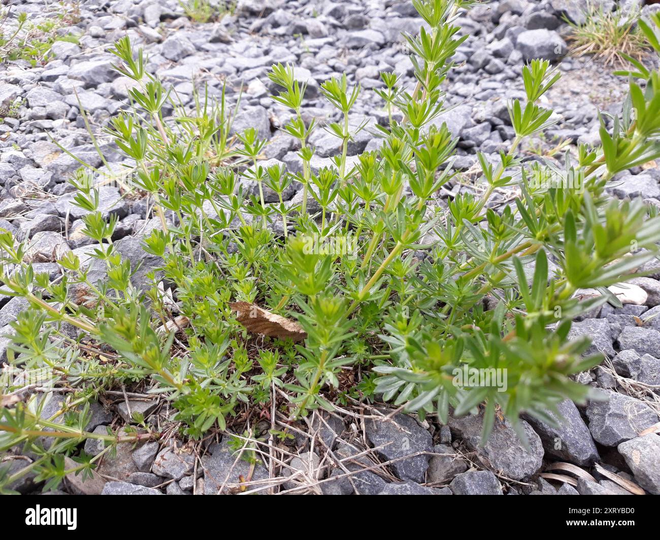 white bedstraw (Galium album) Plantae Stock Photo - Alamy