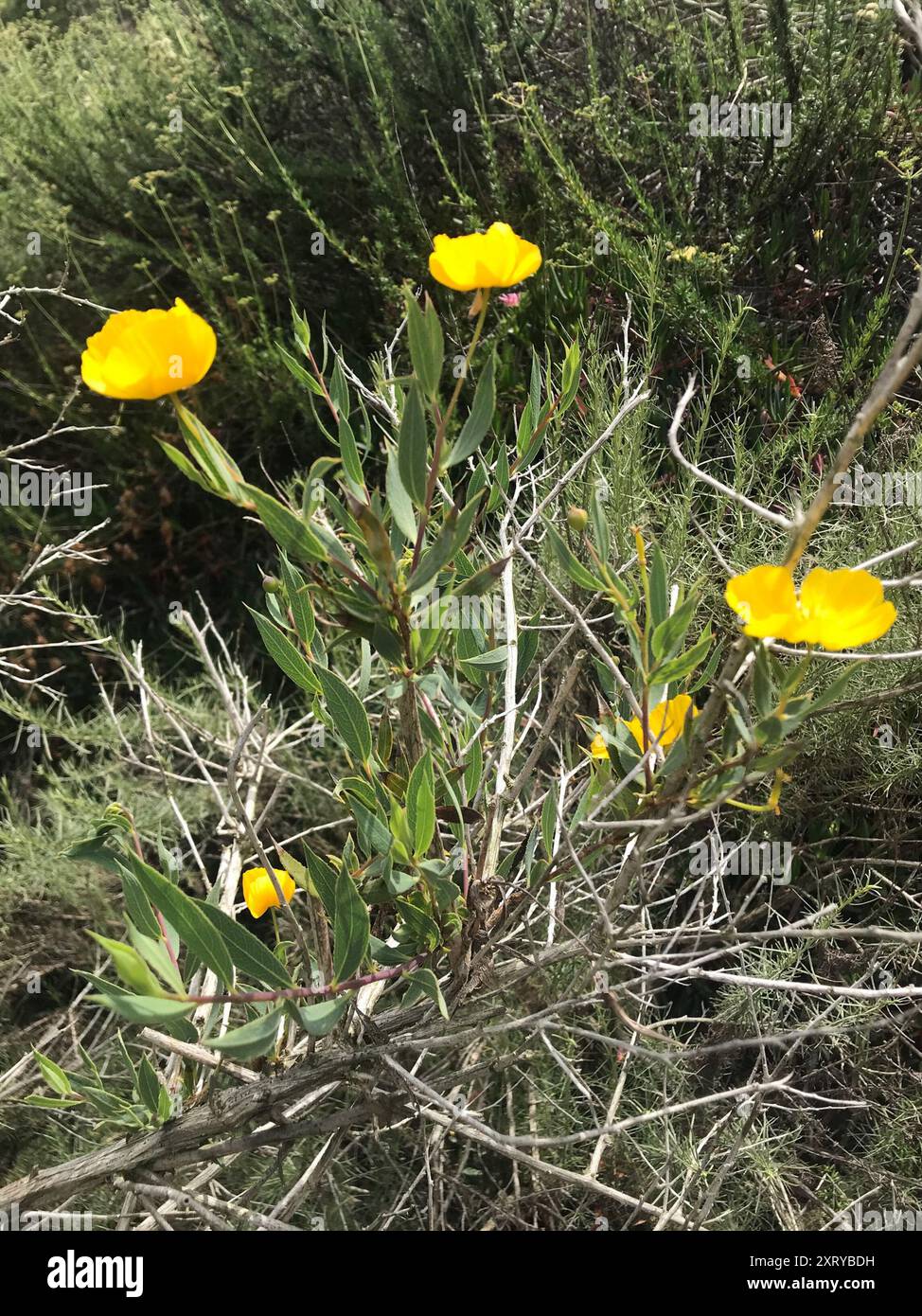 Bush Poppy (Dendromecon rigida) Plantae Stock Photo - Alamy
