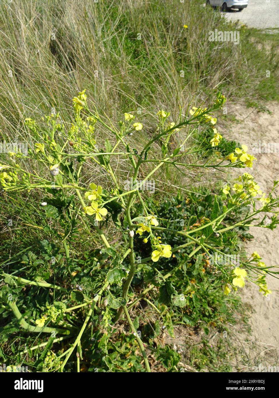 Shortpod Mustard (Hirschfeldia incana) Plantae Stock Photo - Alamy