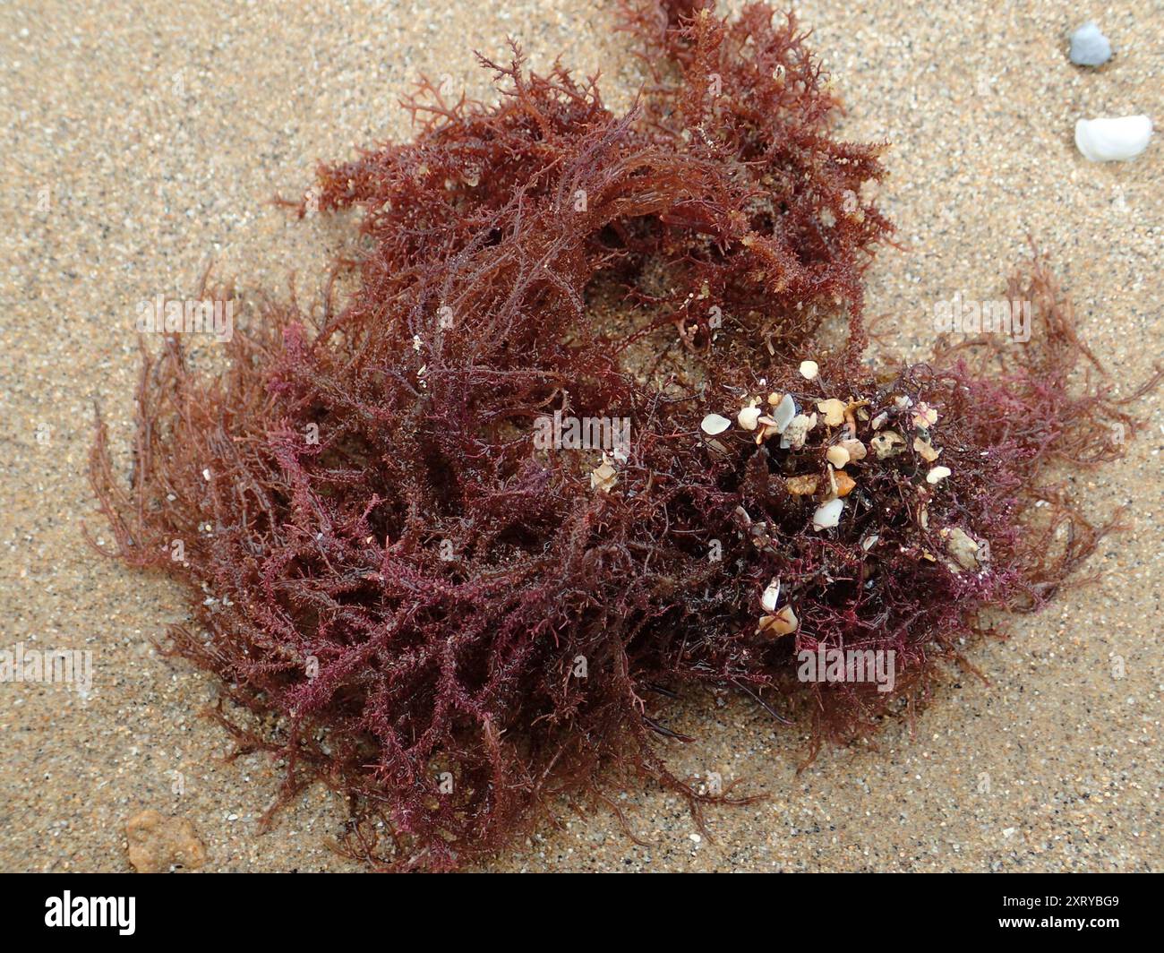 (Gelidium amansii) Plantae Stock Photo - Alamy