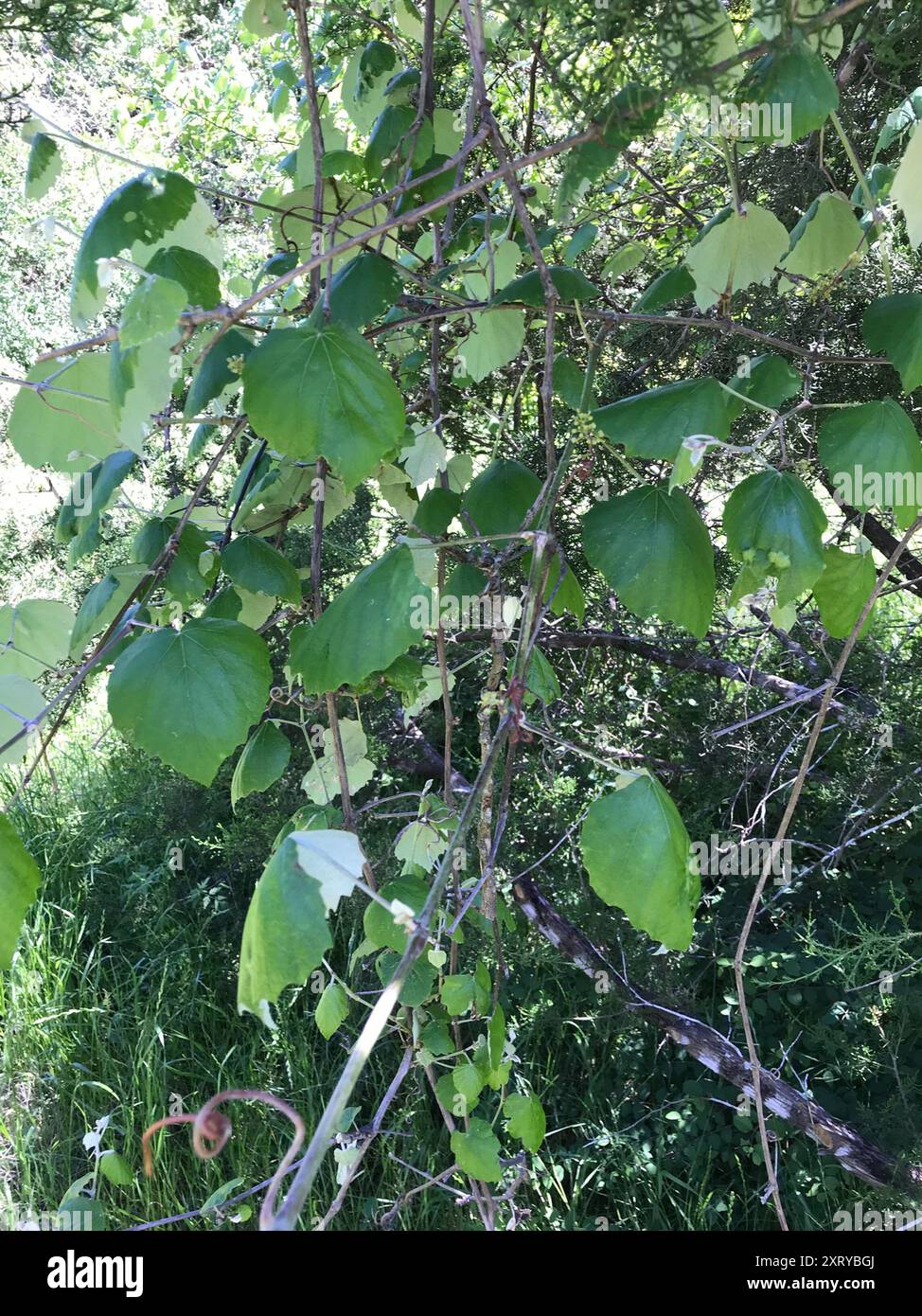 mustang grape (Vitis mustangensis) Plantae Stock Photo - Alamy