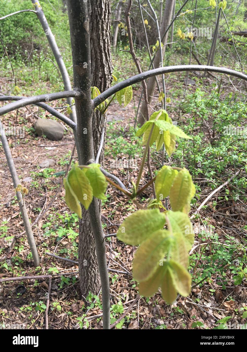 bitternut hickory (Carya cordiformis) Plantae Stock Photo - Alamy