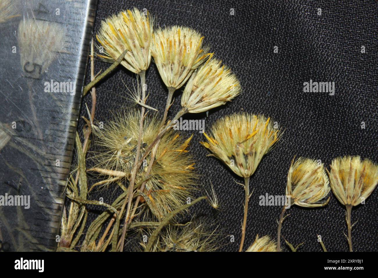 (Pectis odorata) Plantae Stock Photo - Alamy